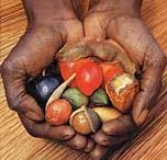 Indigenous (bush foods) added to nutrition panel calculator | NACCHO ...